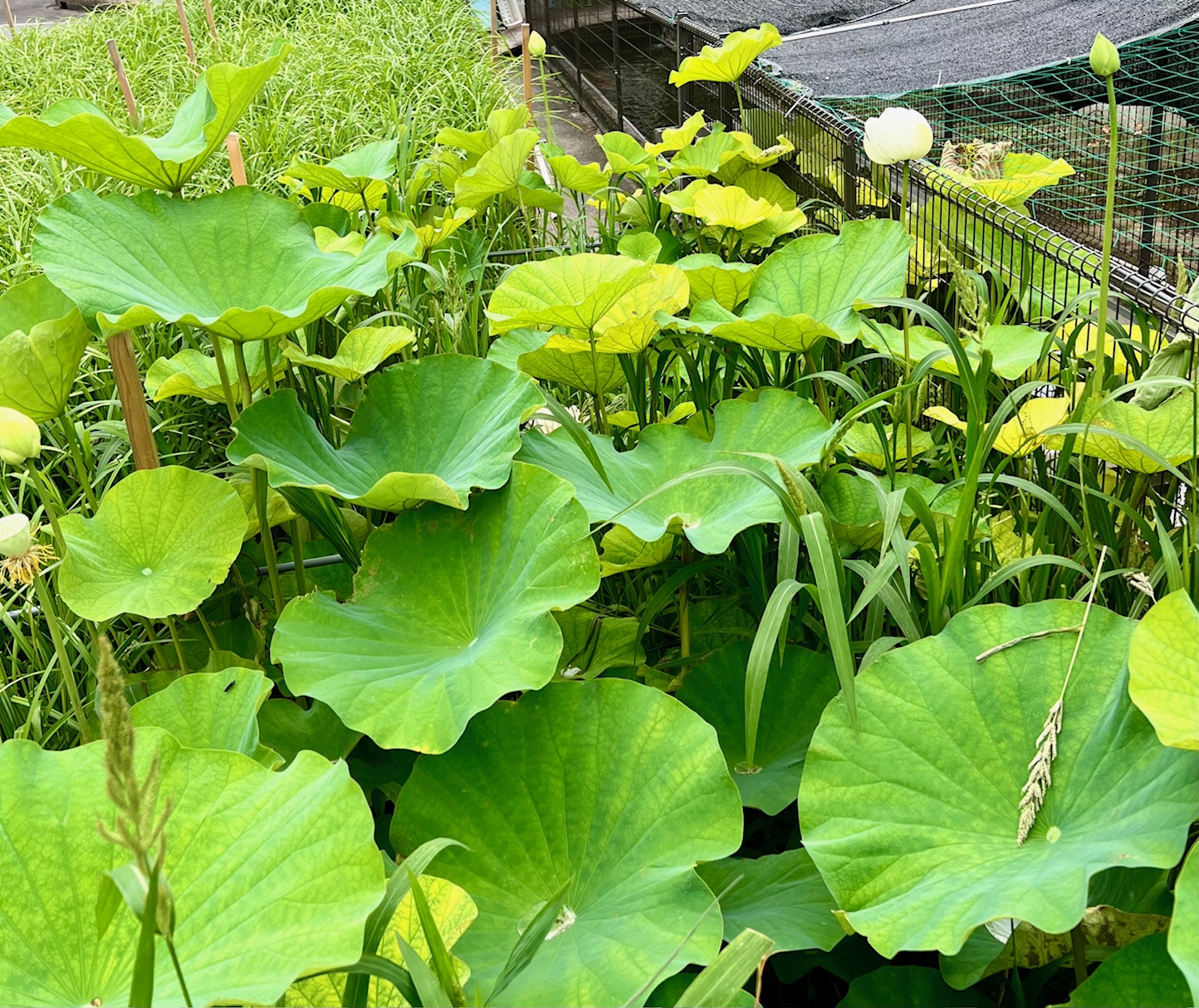菅田がきれいです | 深江郷土資料館